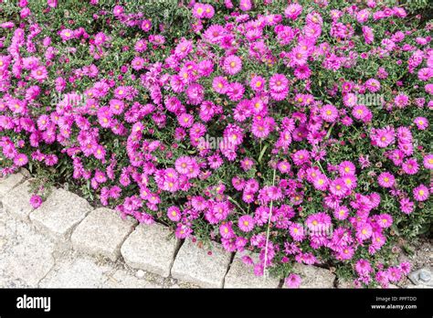 New York Aster Symphyotrichum Novi Belgii Alert Ground Cover Plants