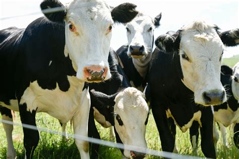 농장 울타리에서 호기심 어린 행동을 하는 흑인과 백인 소 가축떼에 대한 스톡 사진 및 기타 이미지 가축떼 농업 농장 Istock