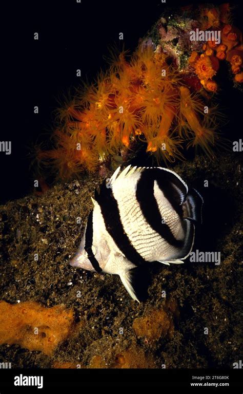 A Banded Butterflyfish Chaetodon Striatus Poses Next To Orange Cup