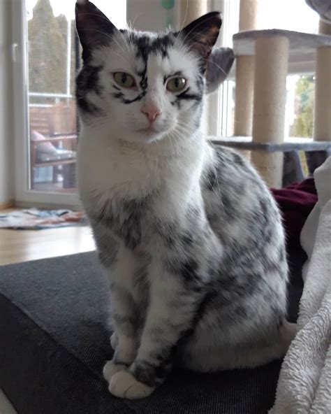 Cat With Vitiligo Completely Transforms After Several Months Inspiremore