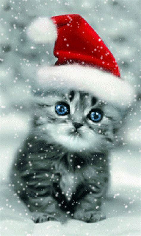 🔥 Free Download Winter Cat Screensaver Wallpaper By Evanbrooks