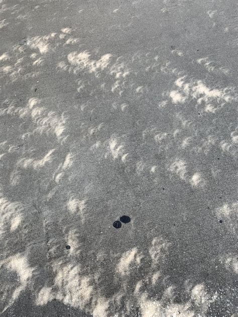 Partial Eclipse Shadows From A Tree Rmildlyinteresting