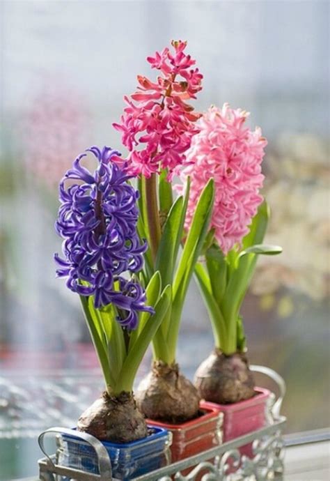 С праздником!: home_and_garden — LiveJournal