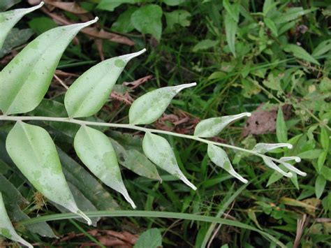 Pteris Grandifolia Pteridaceae Image 11029 At