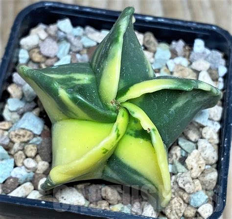 Shpr16608 Astrophytum Myriostigma F Variegata Кактус онлайн