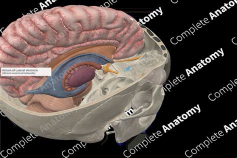 Lateral Ventricle Anatomy