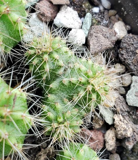 Trichotomous Roseii1xsharxxblue Rsanpedrocactus