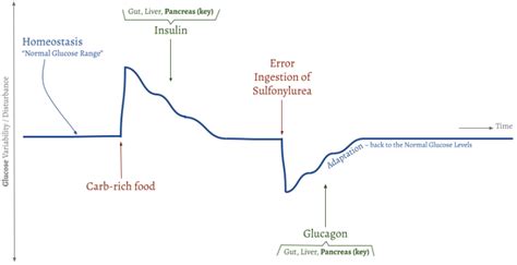 What Is The Endocrine Feedback Loop