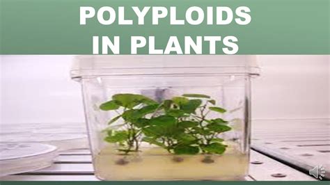 Polyploidy In Plants