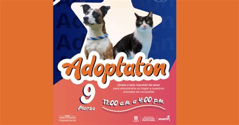 Participa De Estas Jornadas De Adopción En Marzo Del 2024