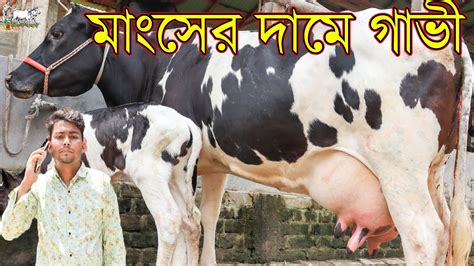 বাংলাদেশ চ্যালেঞ্জ দামে গাভীর প্রতিবেদন। ১৩০ হাজার টাকায় বাচ্চাসহ ১২