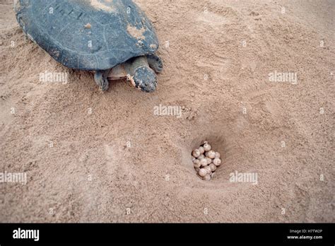 South American River Turtle Podocnemis Expansa Female Near Nest Where