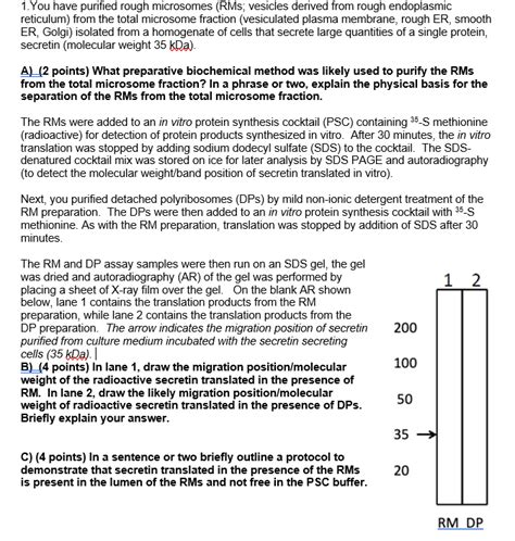 1 You Have Purified Rough Microsomes Rms Vesicles