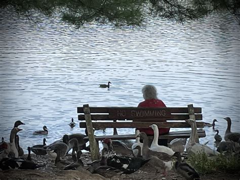 Nc Shangrila 🏝 On Twitter Benonwine This Woman Surrounded By Ducks