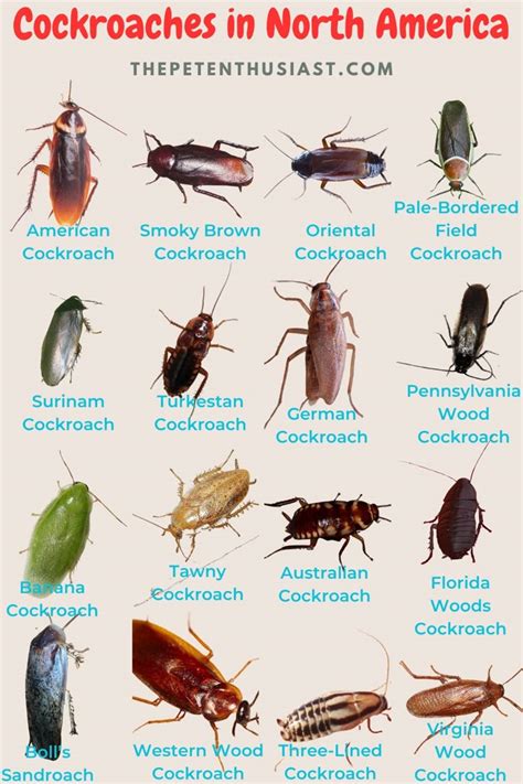What Do All Roaches Look Like
