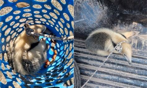 Rescataron Un Oso Melero Que Apareció En Una Casa De La Gallareta