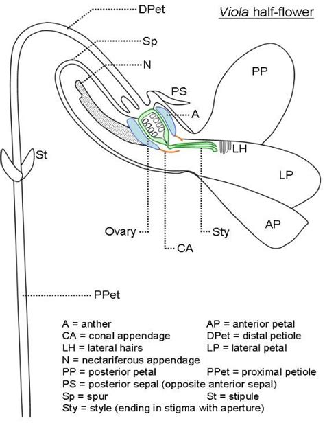 Viola Flower Structure