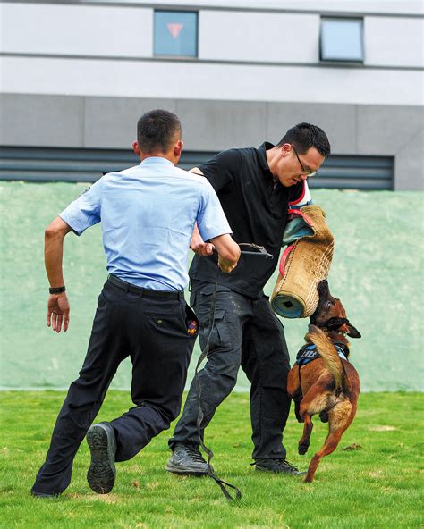 Police Sniff Out True Talent For K 9 Units