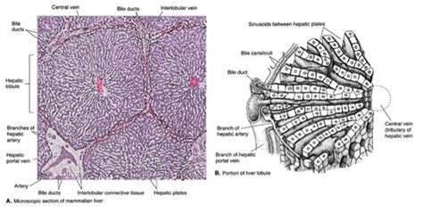 excretion as an example of homeostatic control 5 1 2 flashcards quizlet