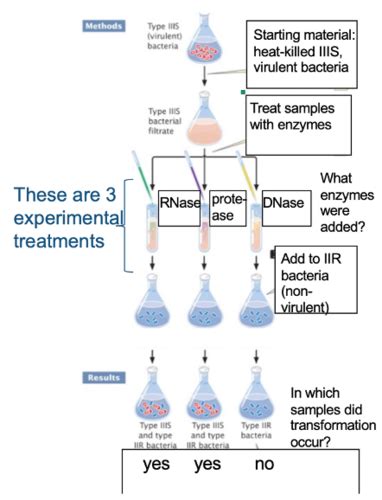 Bio 211 Final Short Answer Flashcards Quizlet