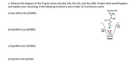 Solved 1 Observe This Diagram Of The Trypsin Active Site