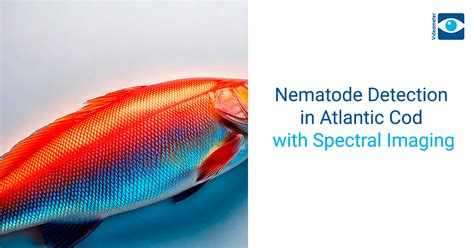 Nematode Detection In Atlantic Cod With Spectral Imaging Videometer