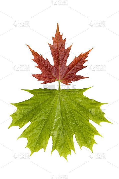 枫叶的季节图案孤立在白色