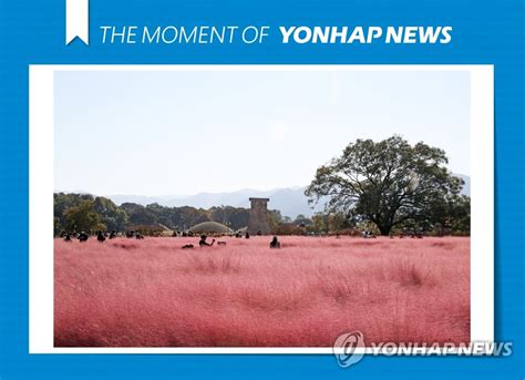 모멘트 첨성대 인근 핑크뮬리 연합뉴스