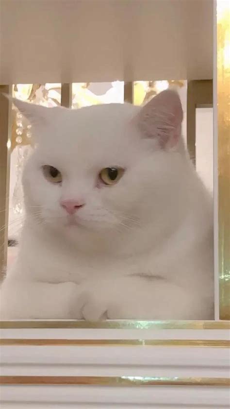 混血波斯猫（酷琪）