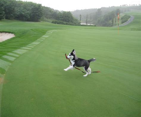 秒杀进口美国狗牙根种子 球场 别墅 庭院专用草籽 秋季播种春薰园旗舰店