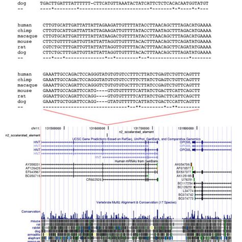 An Element On Internal Branch 2 Multiple Alignment And Genomic Context Download Scientific