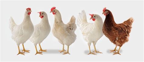 Keep Coccidiosis Under Control Naturally Ew Nutrition