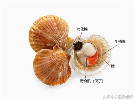 扇貝乾貝瑤柱鮮貝柱是同一種東西嗎 每日頭條