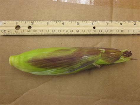 Purpling Of Corn Husk Troubleshooting Abnormal Corn Ears