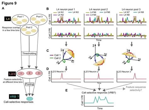 Working Model Of Generating Call Selectivity In The Auditory Cortical