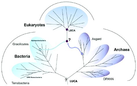 Tree Of Life The Tree Of Life Contains Three Major Branches Bacteria Download Scientific