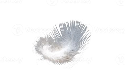 White Feather Isolated On Transparent Background PNG File PNG