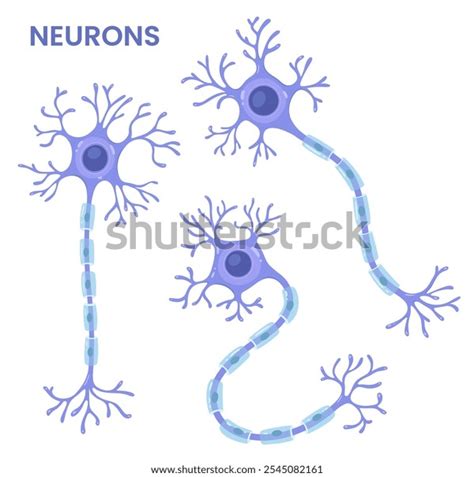 Vector Set Neurons Scientific Illusteration Stock Vector Royalty Free