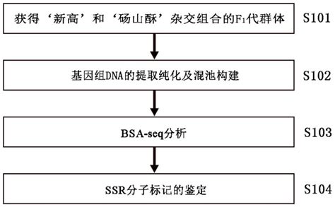 Method For Screening Molecular Marker Associated With Pear Fruit Brown