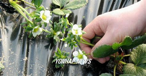 하얀색 자태 통일딸기꽃