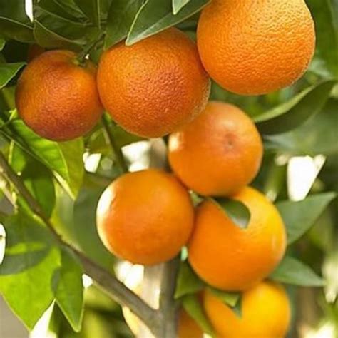 Fruit Plants In Jaipur फल का पौधा जयपुर Latest Price And Mandi Rates