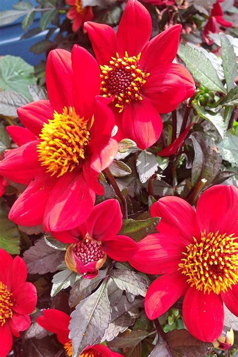 Dahlia Flower Types A Guide To Dahlia Classification Gardeners Path