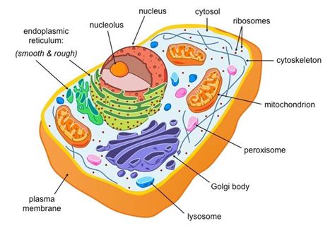 Easy Drawing Of Eukaryotic Cell Drawing Word Searches