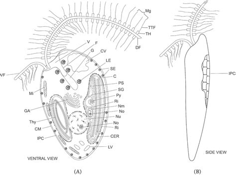 Cryptophyte Biology Culture And Biotechnological Applications