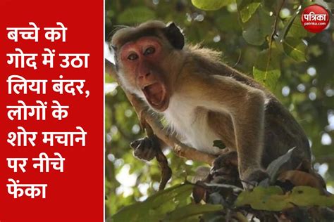 बांदा में पालने में सो रहा था 2 महीने के बच्चा बंदर ने छत से फेंका 2