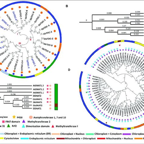 Evolutionary Analysis Domain And Localization Details Of Genes