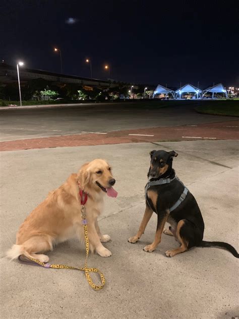 20190810 犬隻訓練課程 臺北市陪伴犬協會