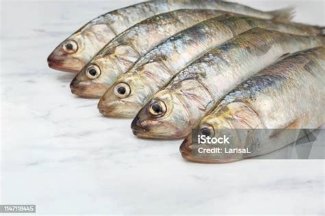 Ikan Haring Segar Adalah Ikan Perak Yang Sangat Penting Secara