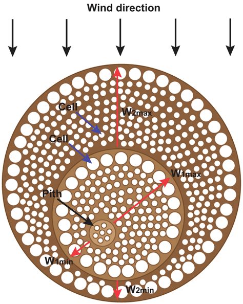 Relationships Among Windsand Erosion Eccentric Growth And Tissue