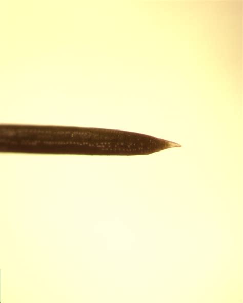 Cedrus Deodara Friends Of Belfast Botanic Gardens